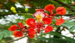 flower-300×175 (1) – The Government of St. Kitts and Nevis
